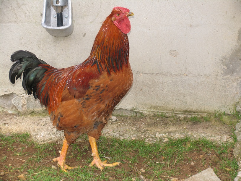 Hoy es el Día Mundial de los pollos de corral y lo celebramos cantando