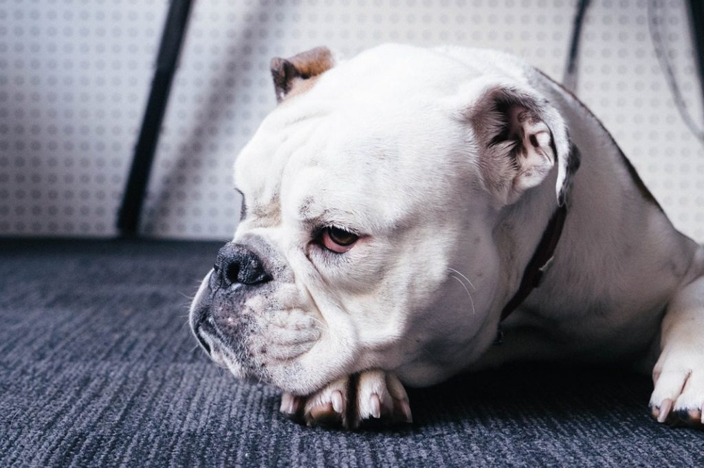 ¿Por qué mi perro parece ahogarse? Así debes reaccionar, podría ser ...