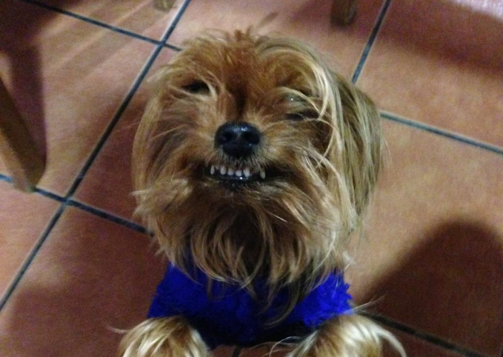 Una atrevida nos presenta a su mascota Coco, el perro más feliz del ...