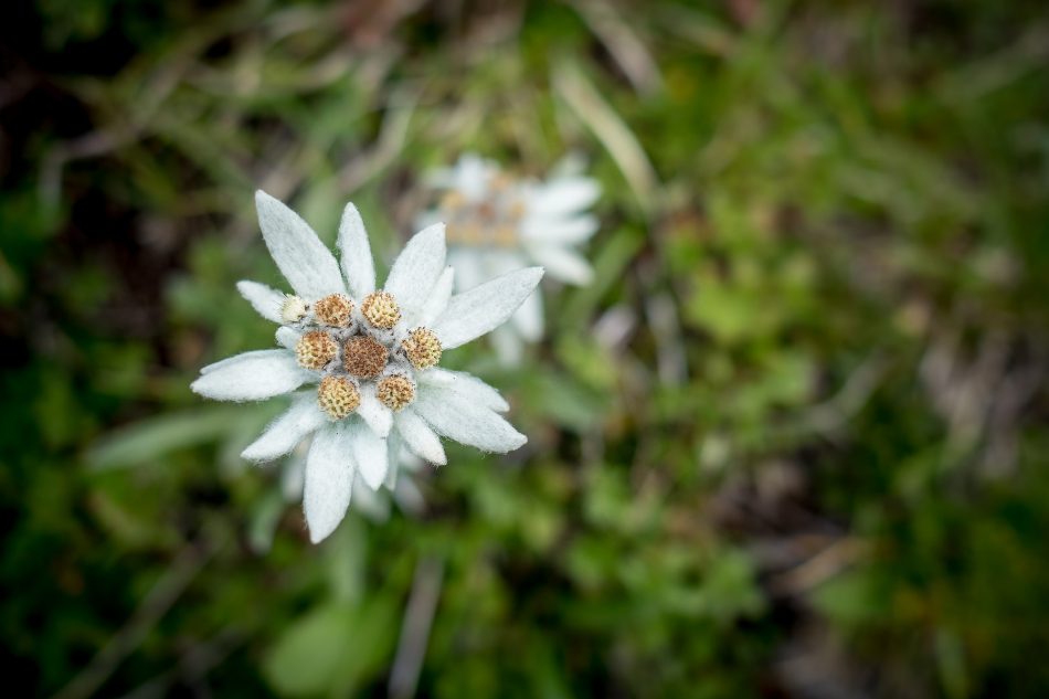 La emotiva historia de la flor Edelweiss y un tatuaje que unirá por ...