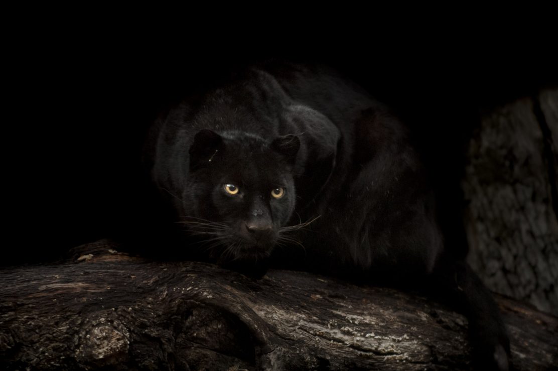 La preocupación de Eva y Que por la pantera de Granada: "Aquí hay gato ...