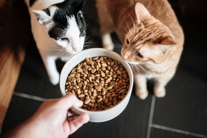 Tu gato te necesita: así es como tienes que elegir su comida - Cadena Dial