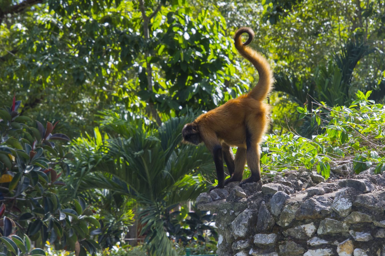 La barba "Cola de Mono", la nueva y arriesgada moda en la estética ...