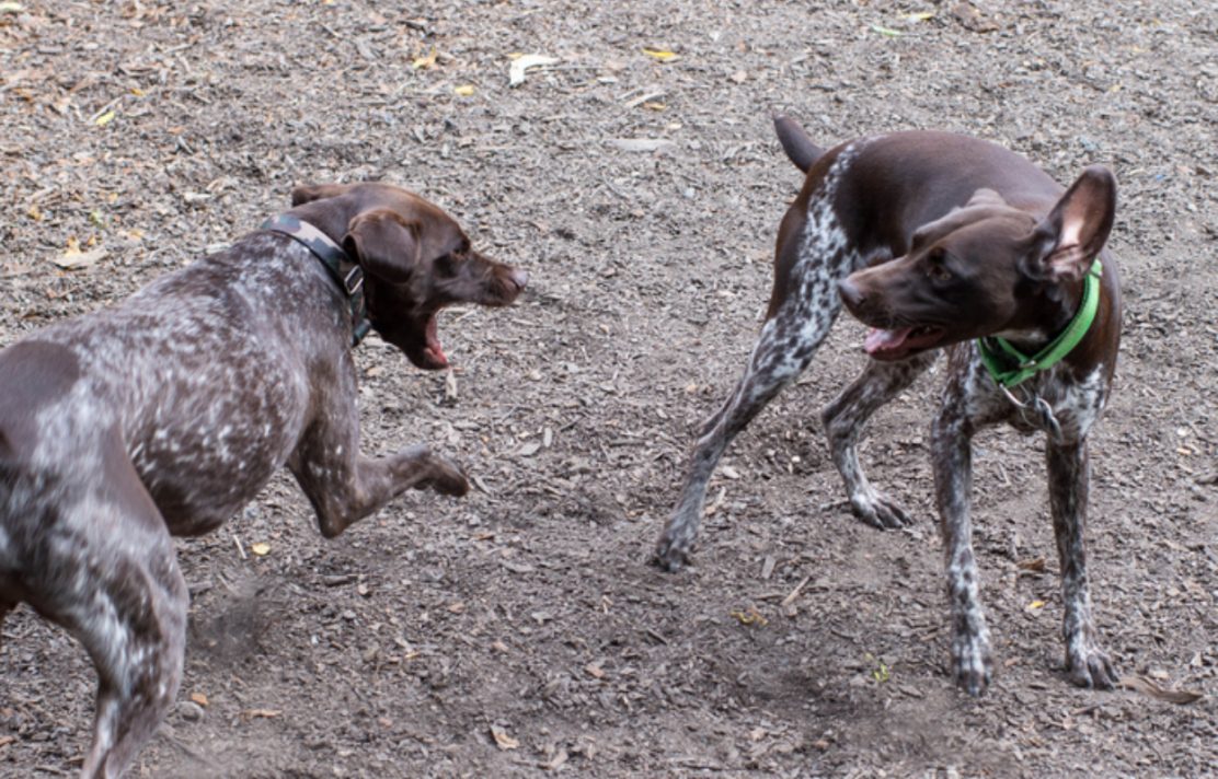 ¿Qué razas son consideradas PPP? Así funciona la nueva normativa para ...