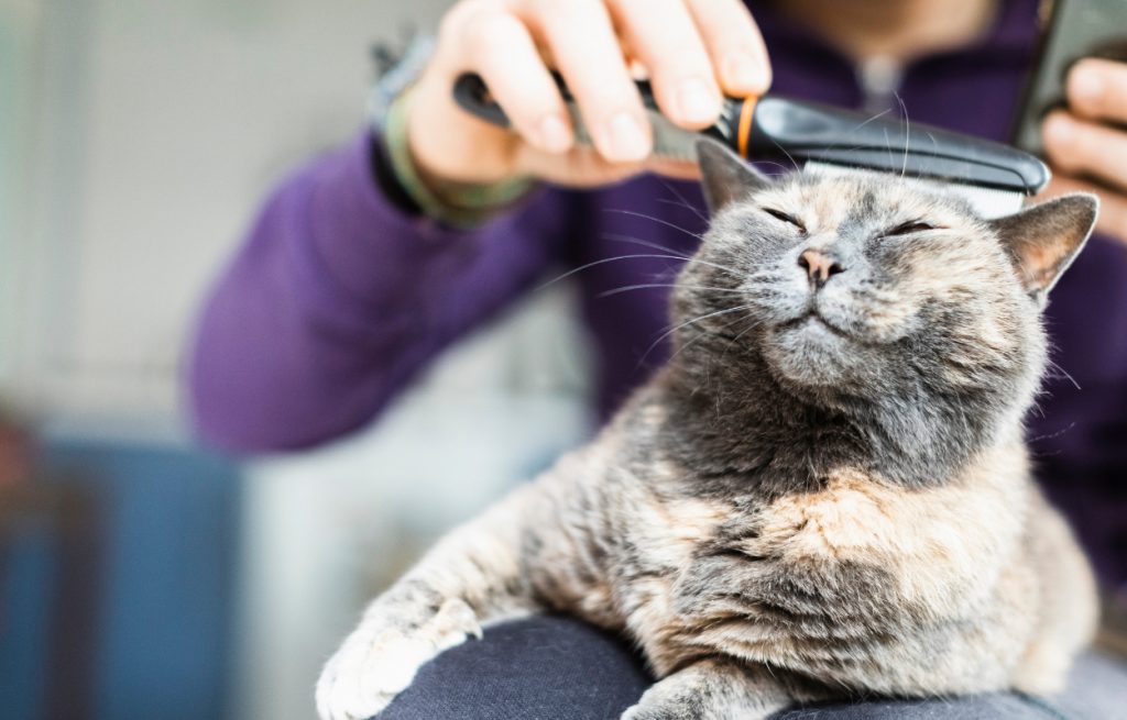 5 trucos infalibles para que tu mascota no te llene la casa de pelo ...