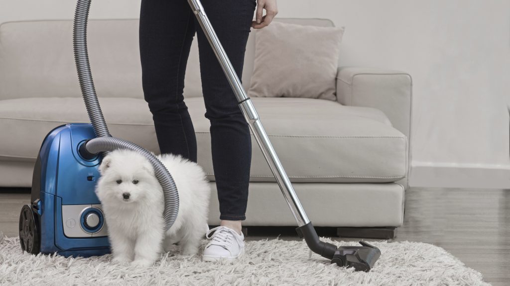¿Tienes un perro pequeño? Atento a estas recomendaciones - Cadena Dial
