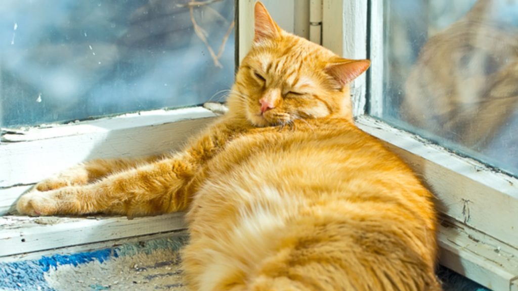 Un gato puede llorar: descubre por qué - Cadena Dial