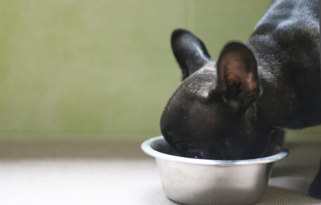 Todo sobre las razas de perro que más comen ¡son insaciables! - Cadena Dial