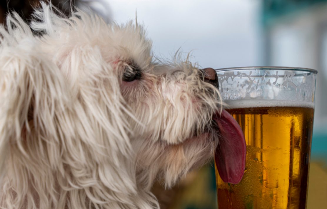 Vida saludable para toda la familia: estas son las razas de perro más ...