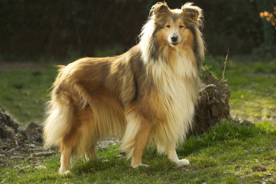 Trucos para conseguir que tu perro tenga un pelo brillante