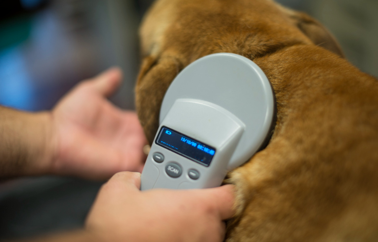 Qué es y cómo funciona el microchip de las mascotas - Cadena Dial