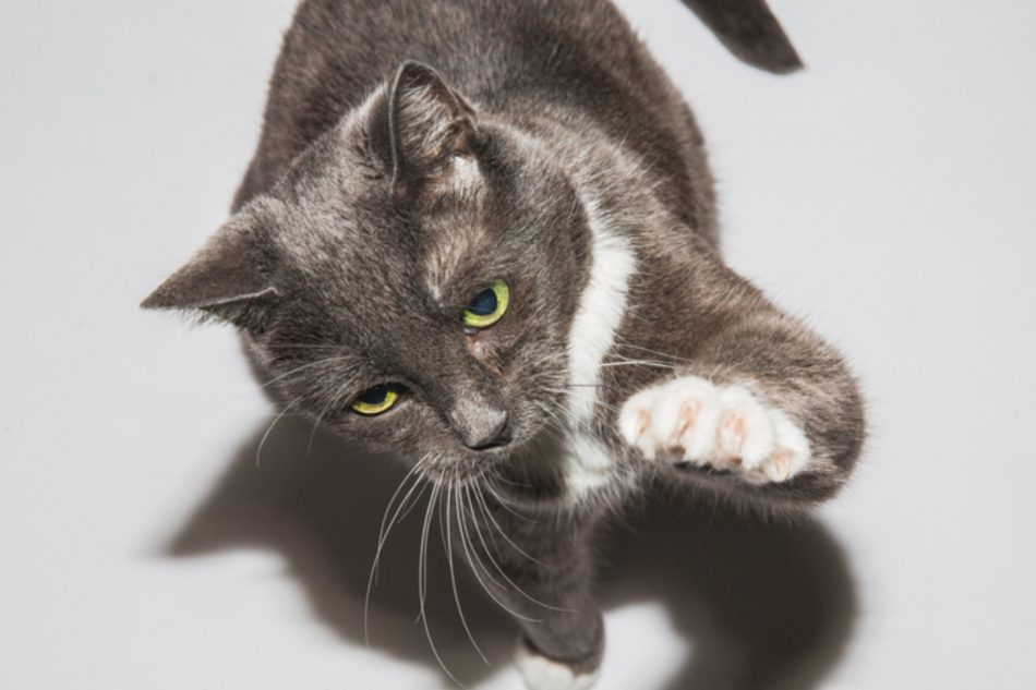 El gato boxeador: Así es el felino viral de Tik Tok - Cadena Dial