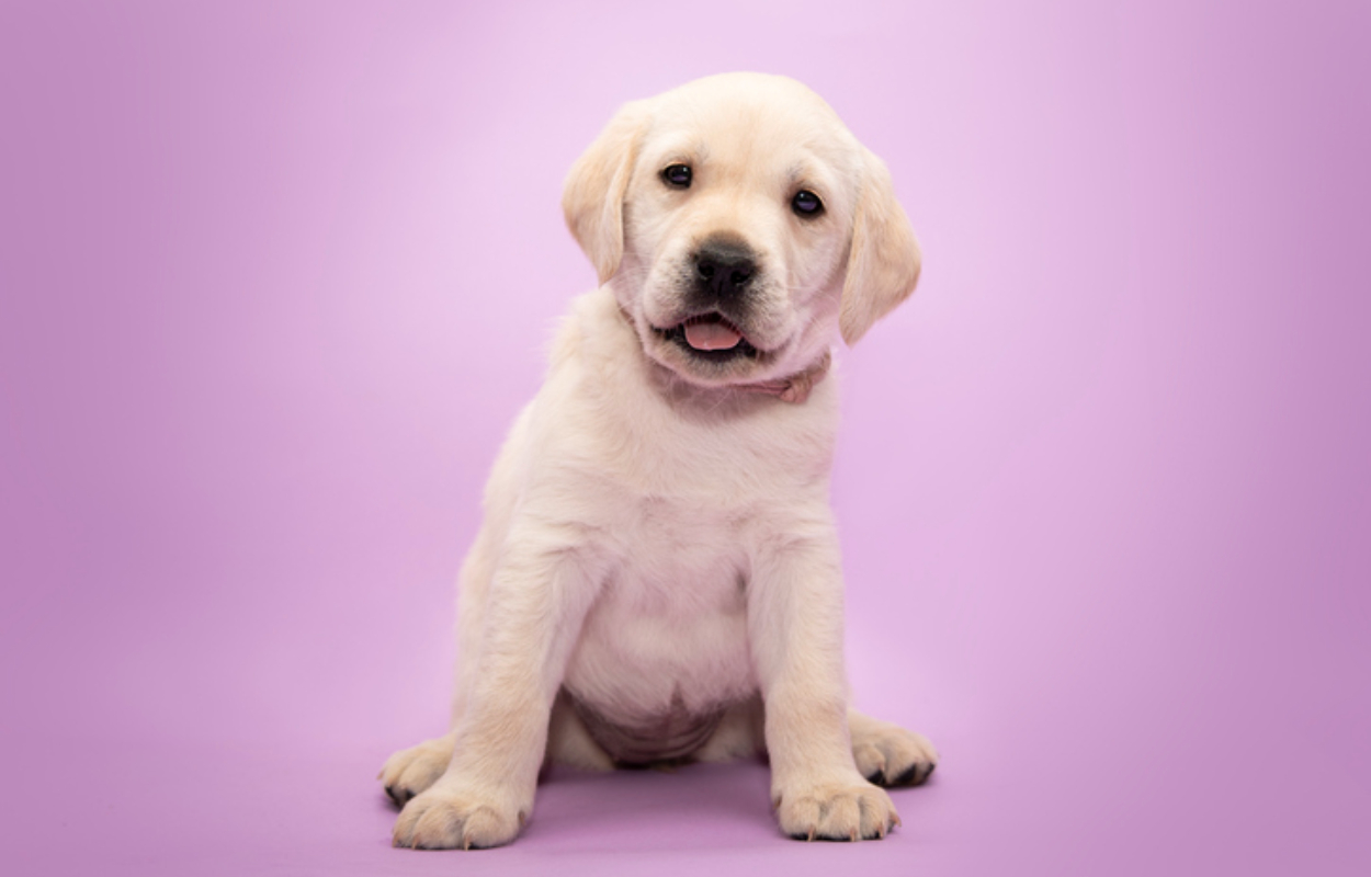 Son Labrador Retrievers Perros De Una Sola Persona