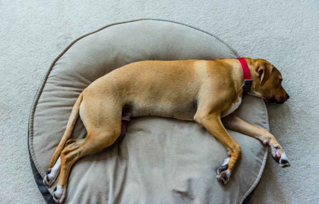 Perros: el significado que se esconde tras sus posturas - Cadena Dial