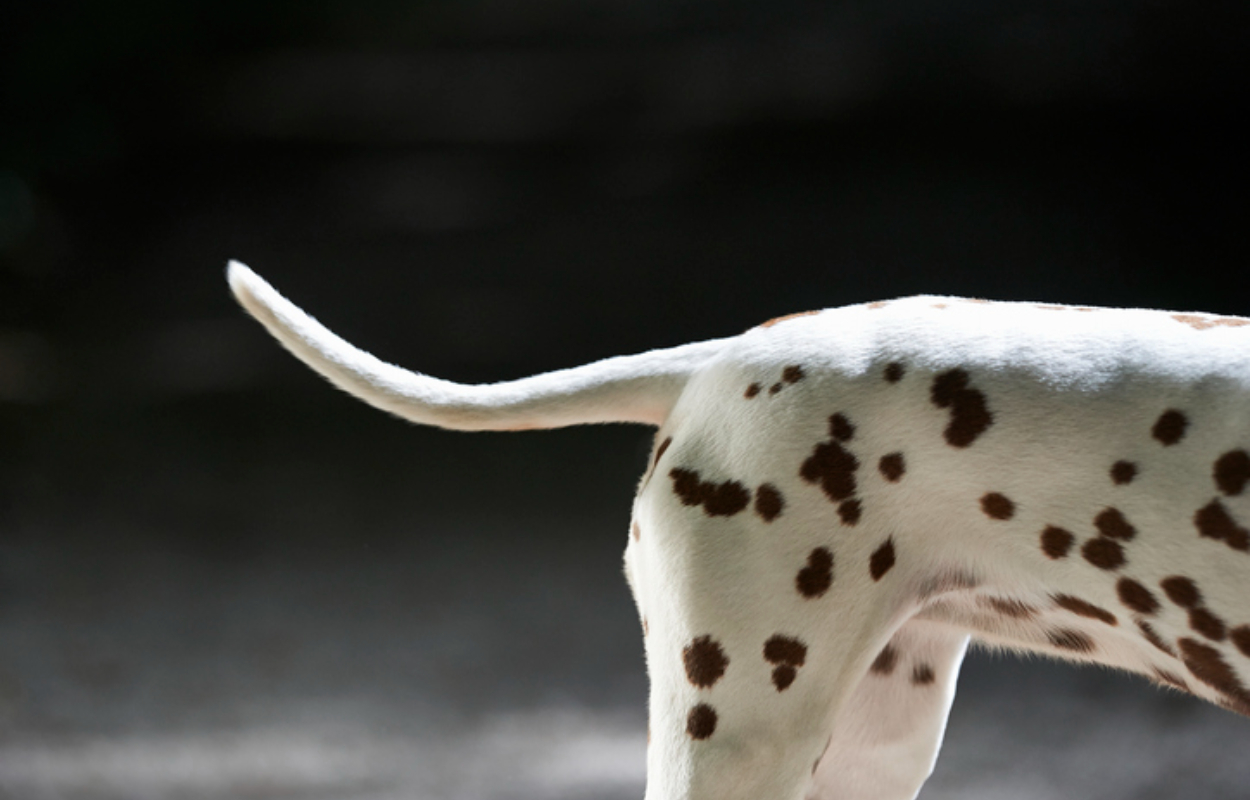 La verdadera razón por la que tu perro mueve la cola - Cadena Dial