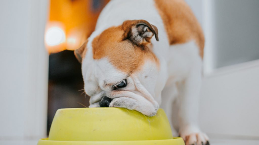 ¿Quieres saber si cuando duerme tu perro está soñando? - Cadena Dial