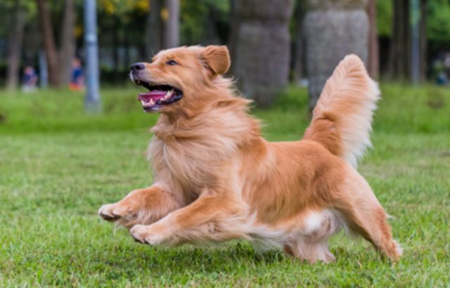 La verdadera razón por la que tu perro mueve la cola - Cadena Dial