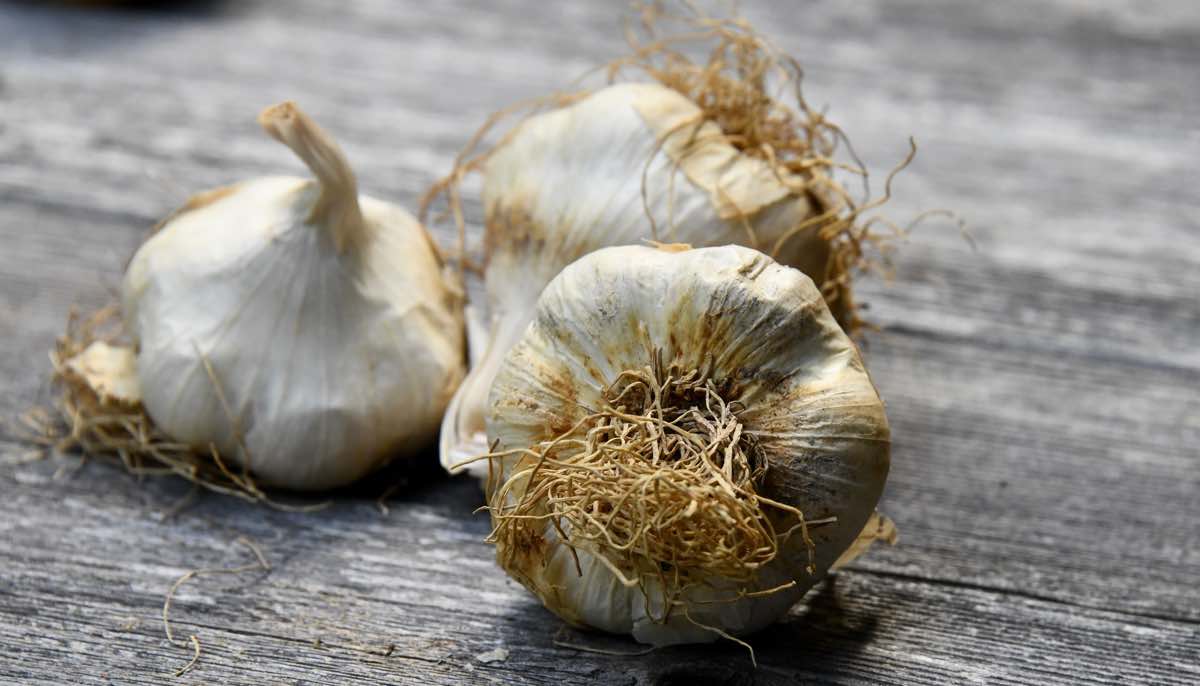 Beneficios de tomar ajo todos los días