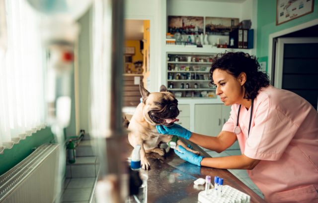 Cómo ayudar a tu perro si se clava una espiga - Cadena Dial