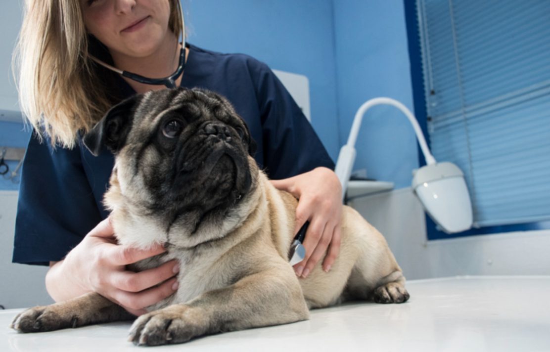 Qué es la torsión de estómago en mi perro y cuáles son sus síntomas ...