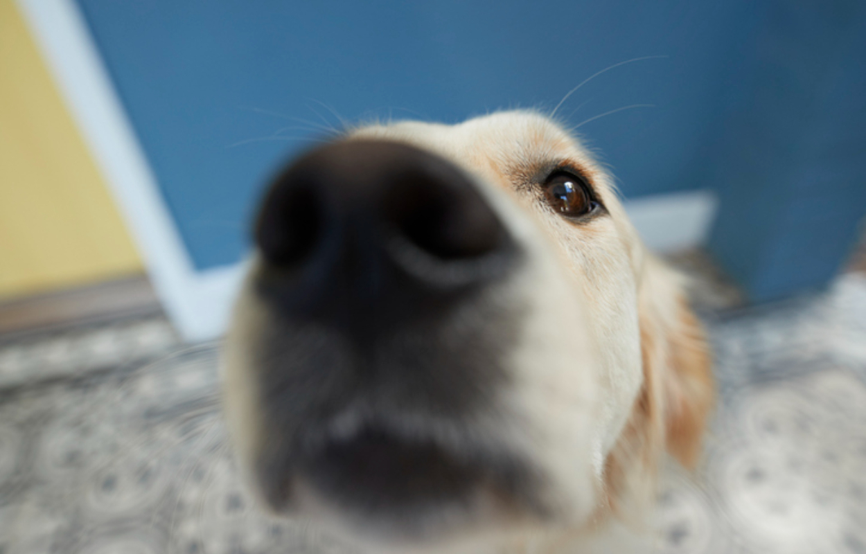 Tu perro también tiene bigote y tiene una función vital - Cadena Dial