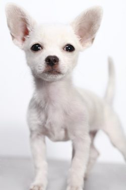 10 cosas que no sabías sobre las orejas de tu perro - Cadena Dial