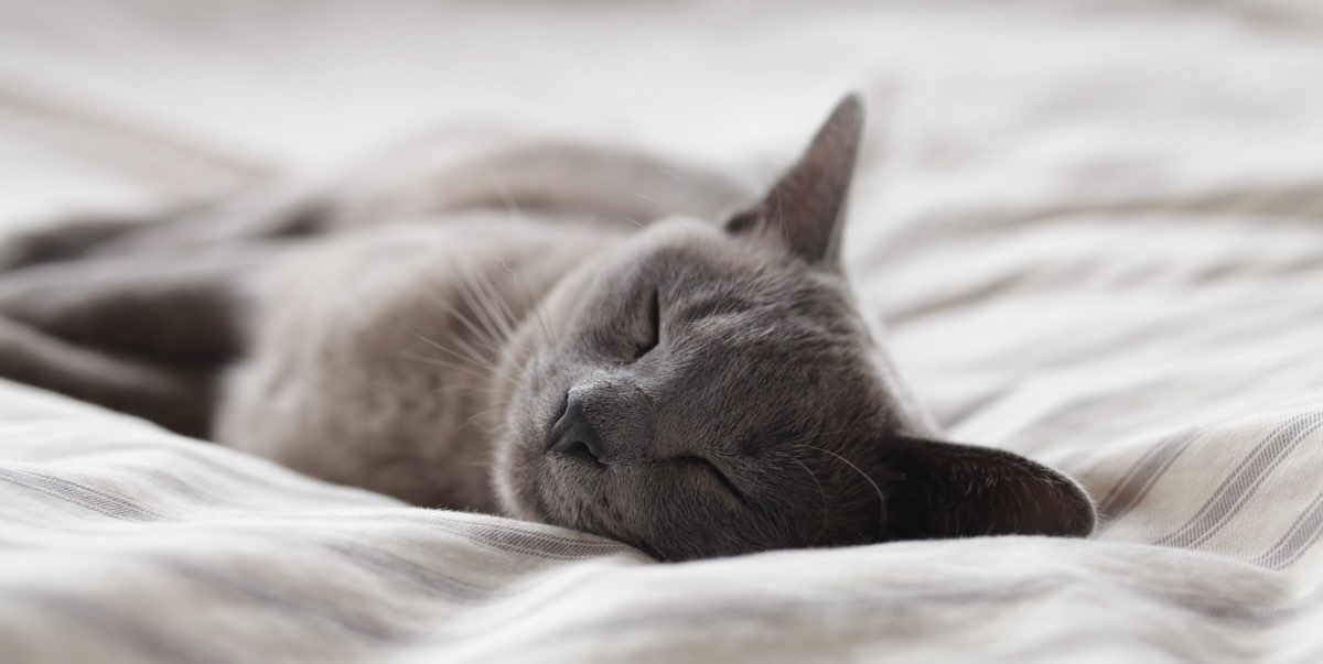 Los tipos de cáncer en gatos más comunes