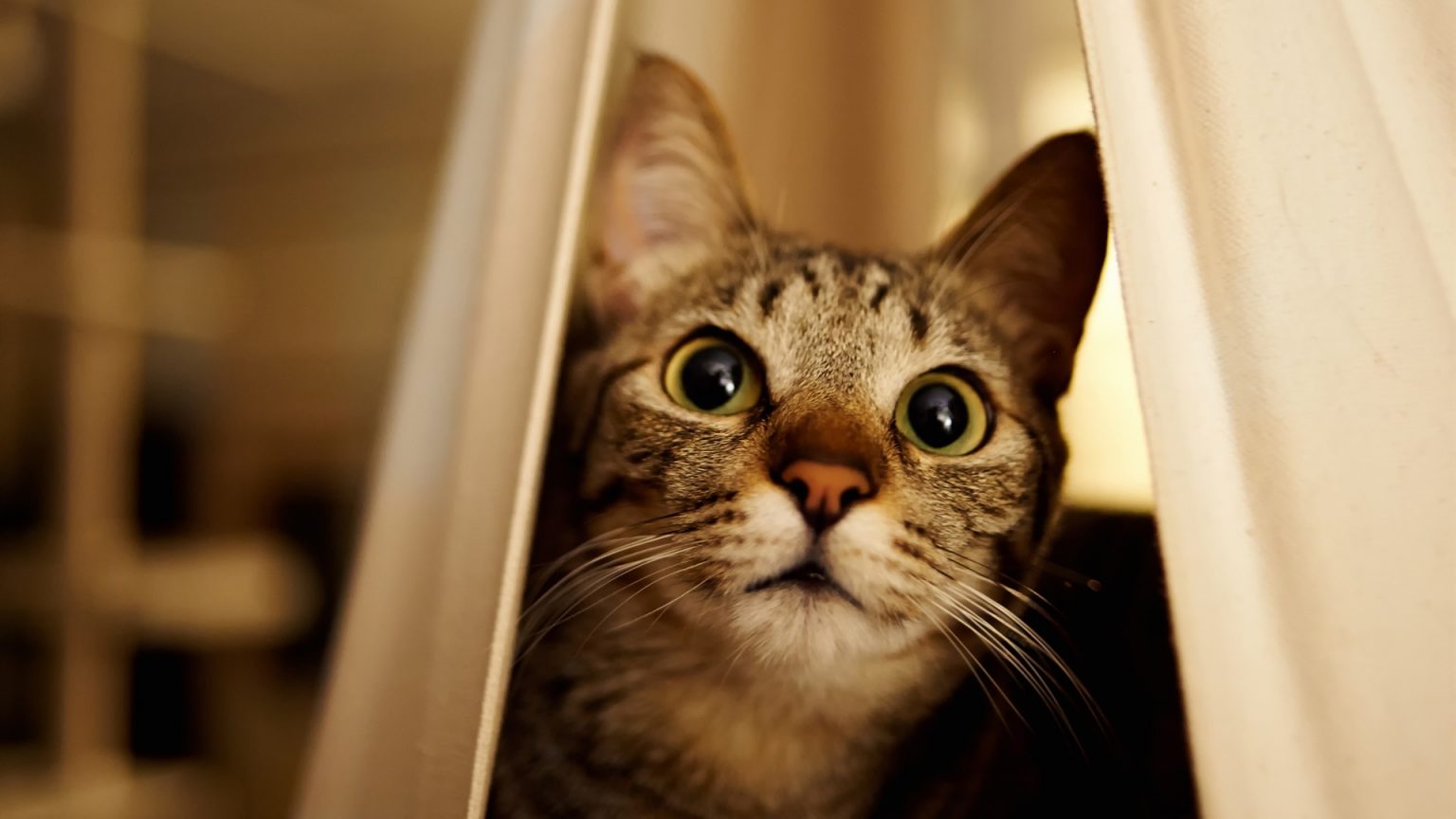 Descubre la personalidad de tu gato según su color