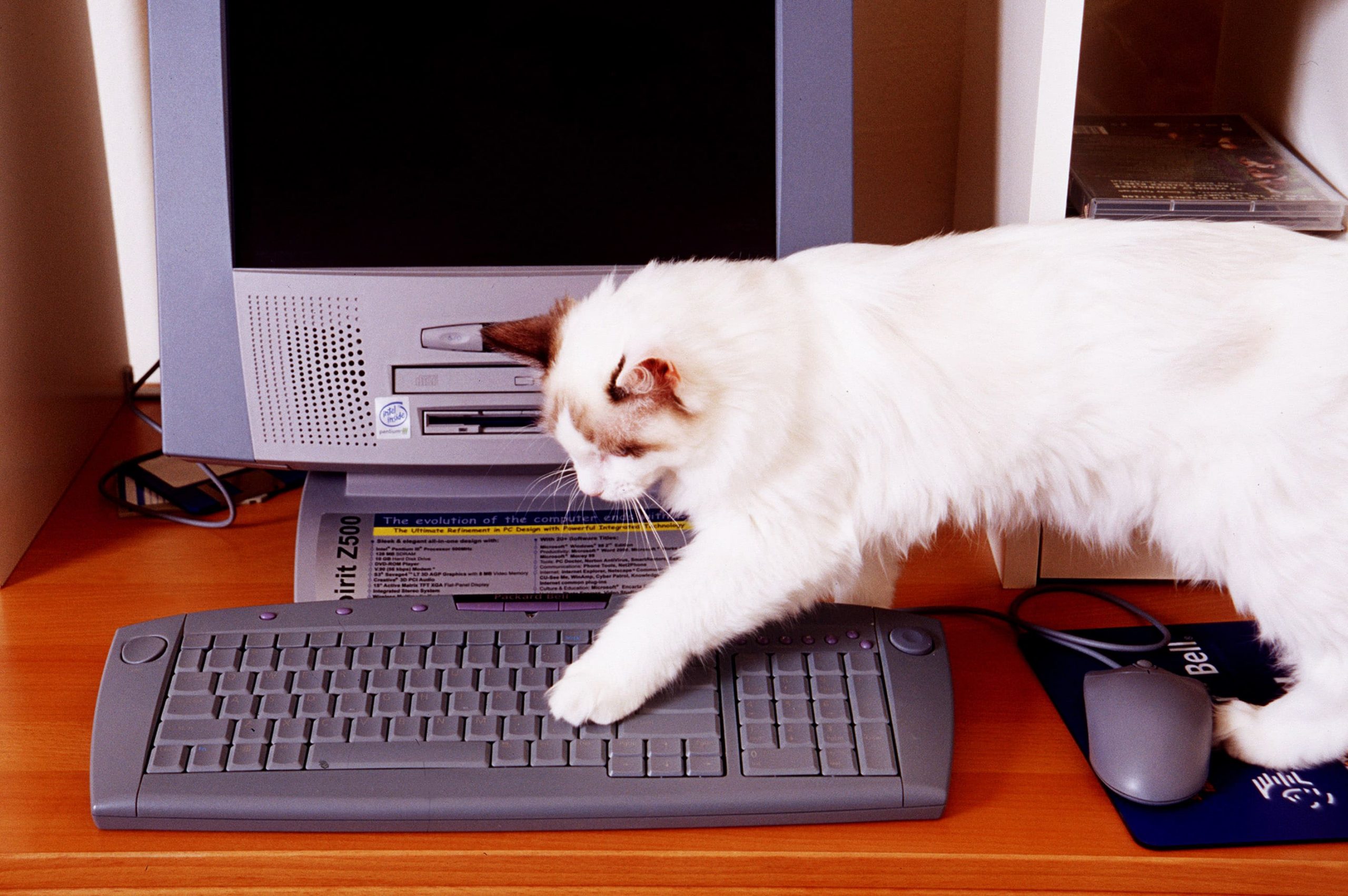 ¿Por qué a mi gato le gusta sentarse en el ordenador? - Cadena Dial