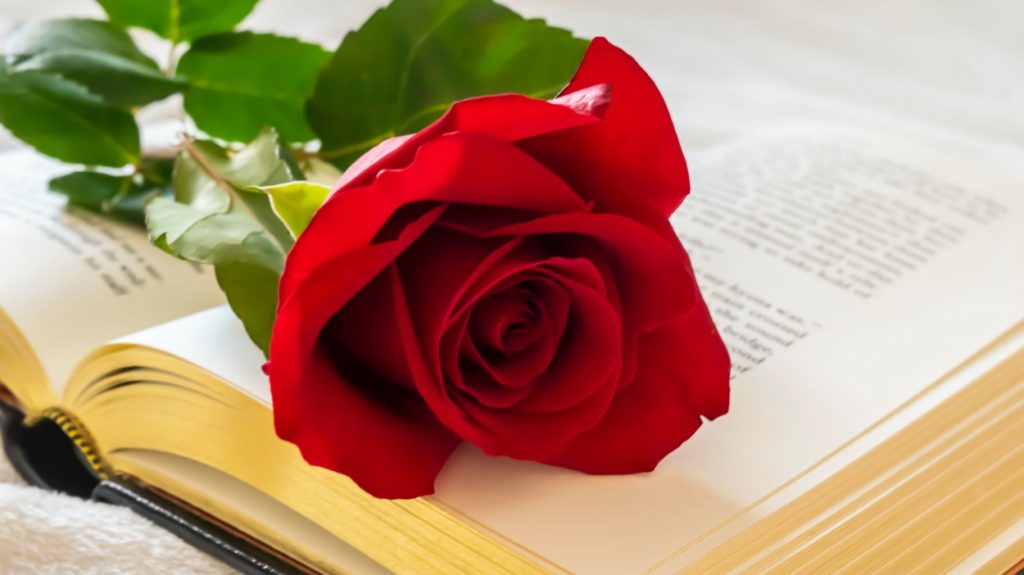 ¿Por qué se regala una rosa en el Día del Libro?