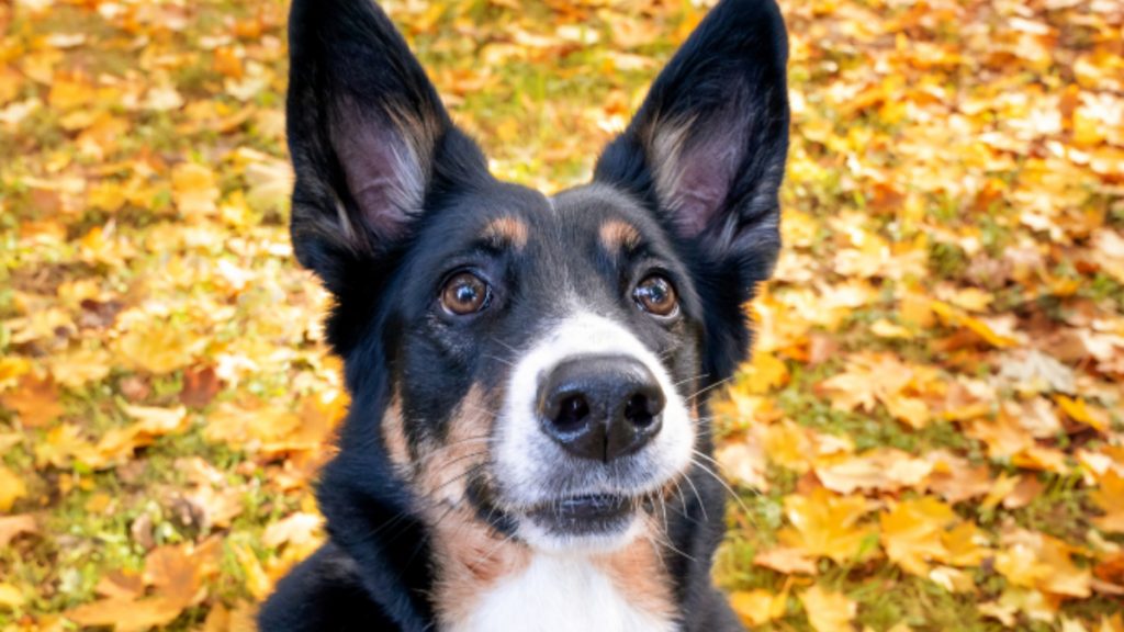 10 cosas que no sabías sobre las orejas de tu perro - Cadena Dial