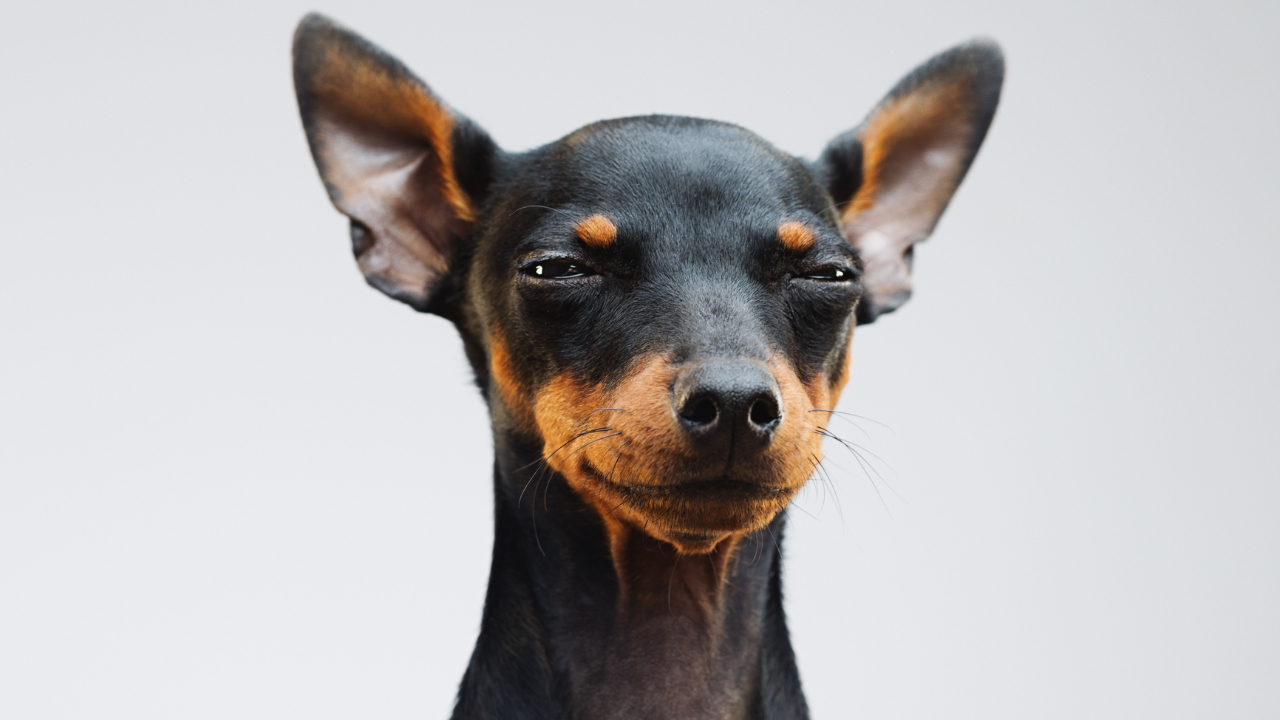 ¿Perros despechados? Sí, ellos también 'calan' a los mentirosos