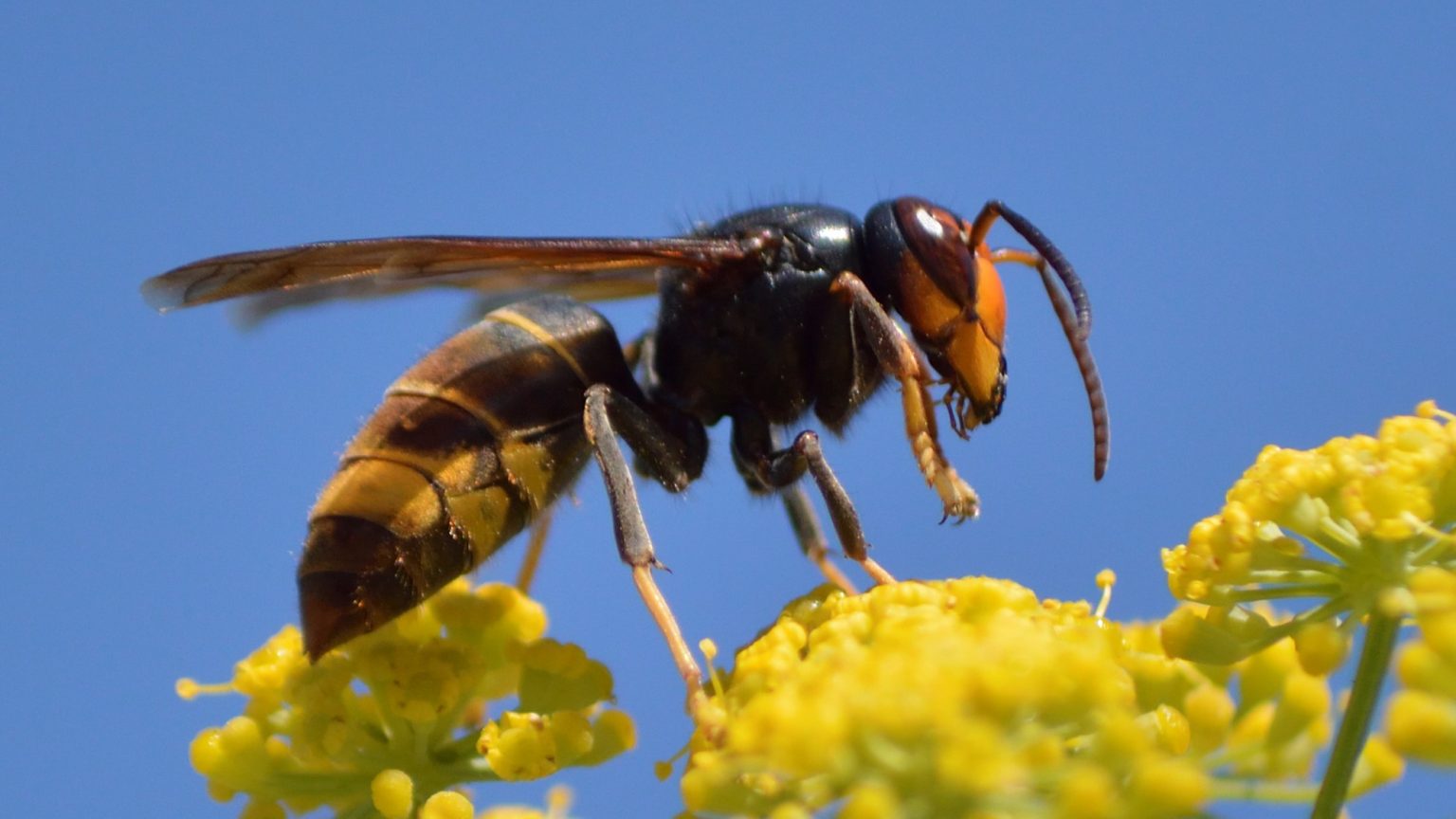 Así es la avispa asiática o velutina que ha hecho saltar las alarmas en Jaén