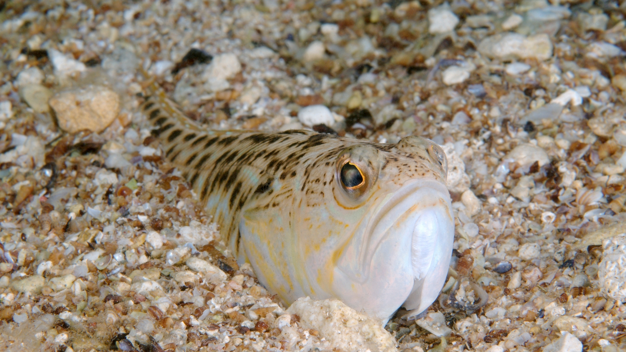Picadura de pez araña: qué hacer y cómo verlo en la playa