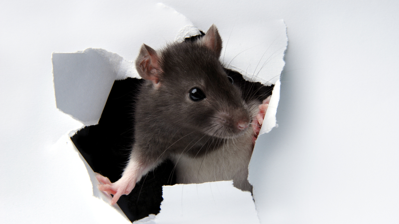 ¿Sueñas con ratas a menudo? Estos son sus significados