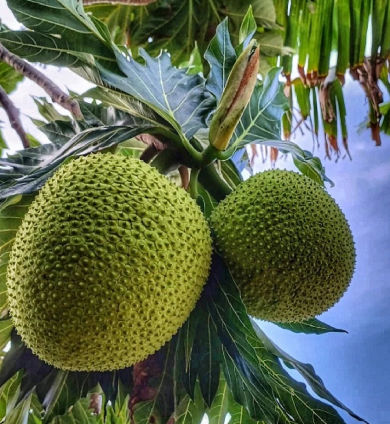 El frutipán: la fruta con el mismo sabor que el pan y que, según los ...