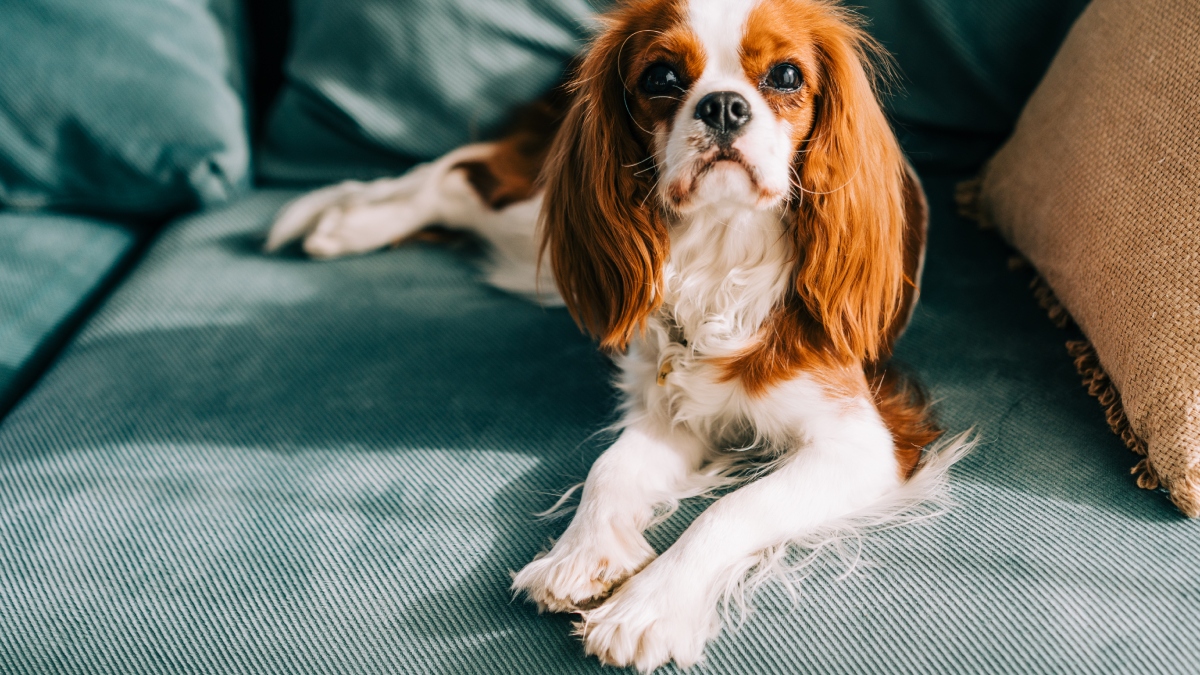 Los 10 perros más tranquilos y pequeños