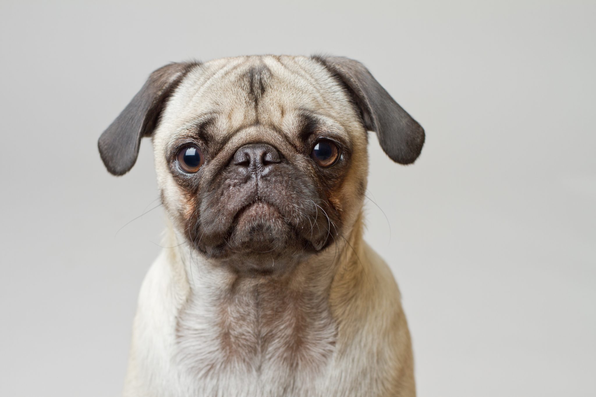 Los 10 perros más tranquilos y pequeños