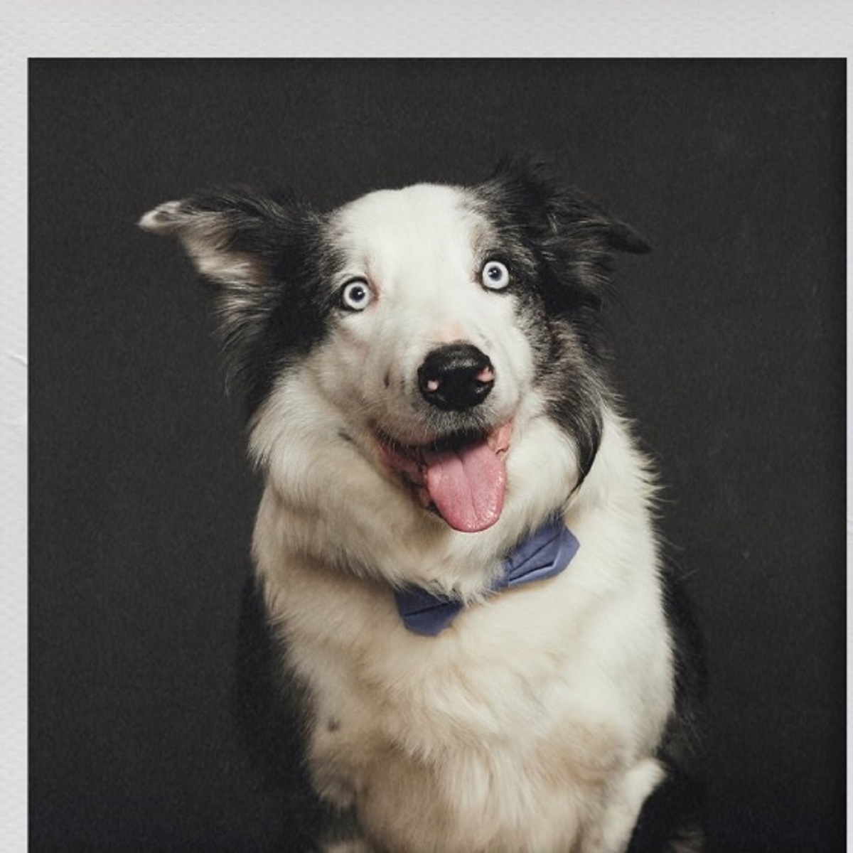 Messi, el perro actor que acapara todas las miradas en la gala de los ...