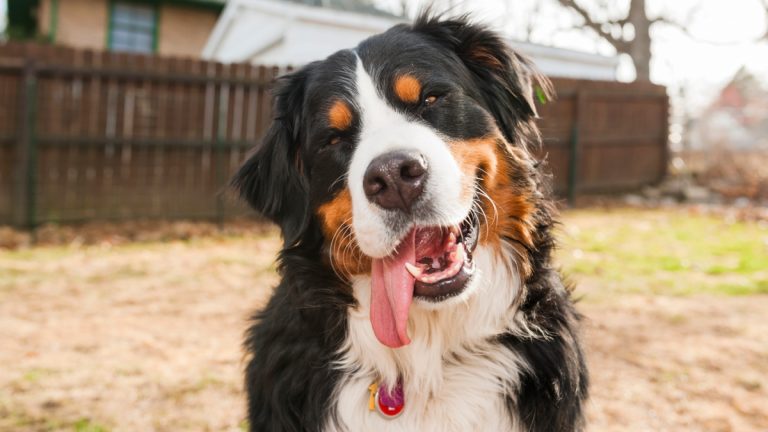 20 razas de perro grandes, adorables y bonitos