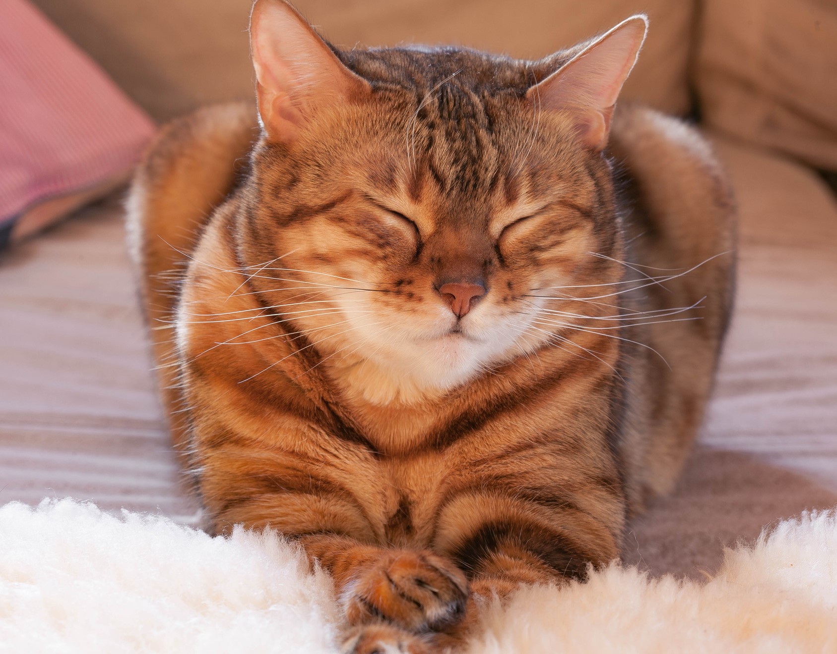 Así puedes comunicarte con tu gato: El gesto del parpadeo lento, clave ...